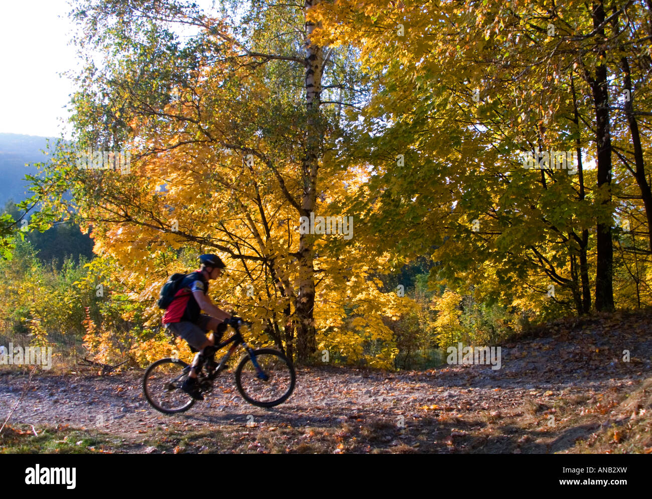 Lasek wolski hi-res stock photography and images - Alamy