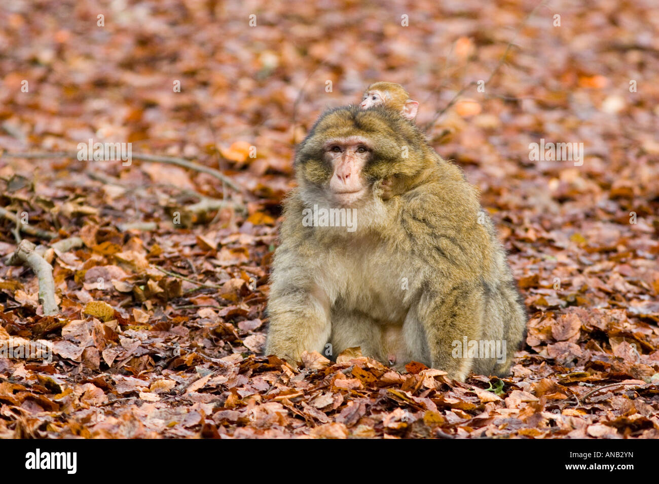 Male barbary macaque with juvenile on back at the Monkey Forest ...