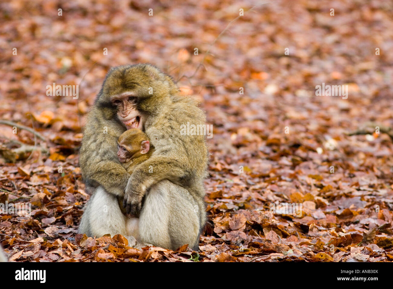 Male barbary macaque huddling juvenile and chattering at the Monkey ...