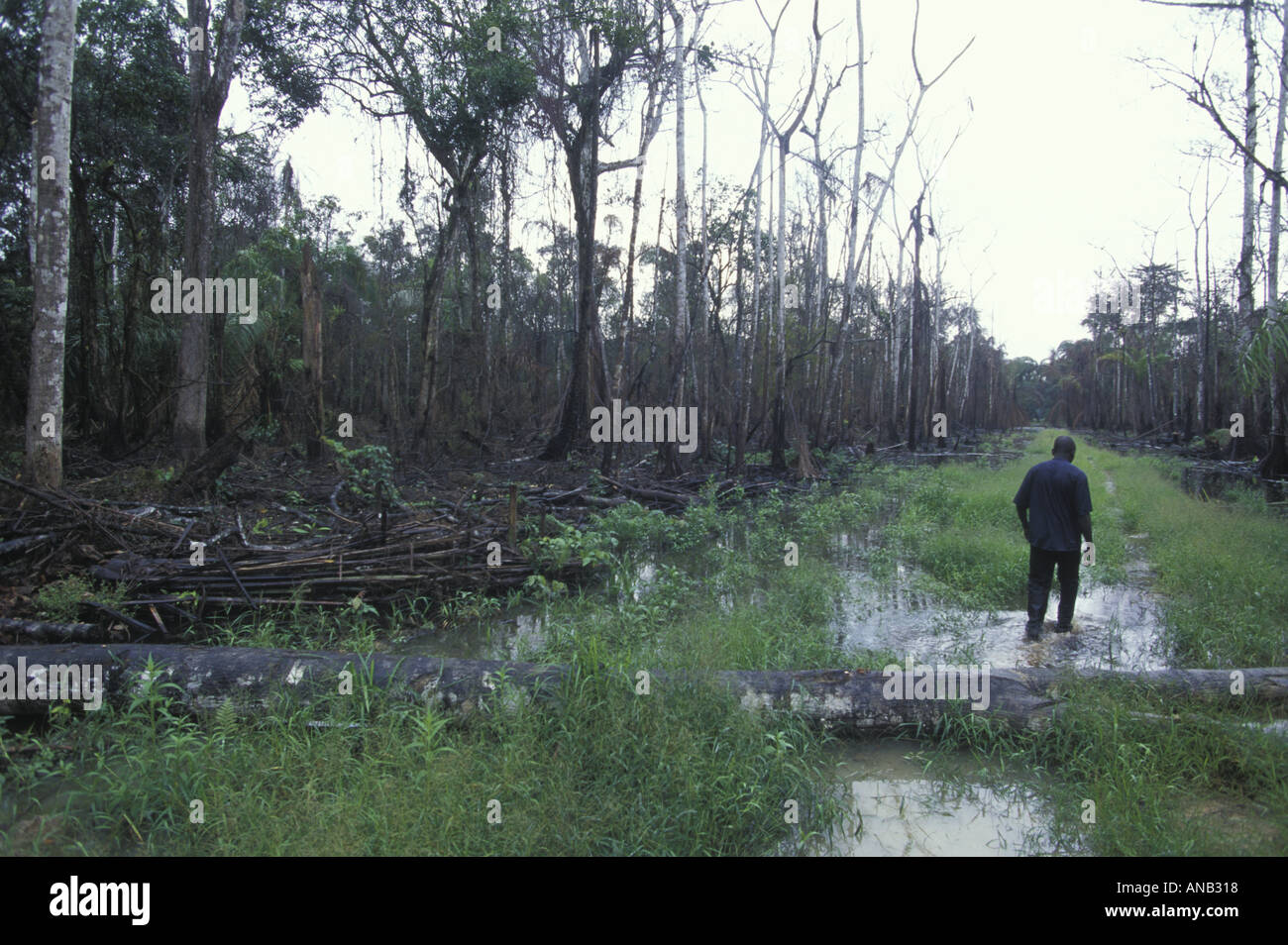 Oil spill in niger delta forest Stock Photo - Alamy