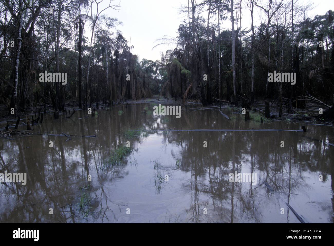 Oil spill in niger delta forest Stock Photo - Alamy