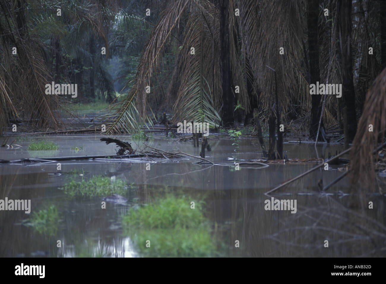 Oil spill in niger delta forest, Nigeria Stock Photo - Alamy