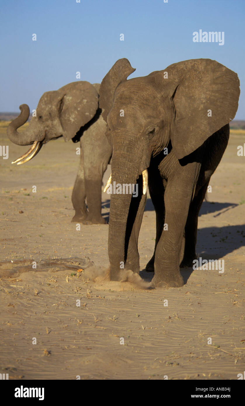 African elephant digging kenya hi-res stock photography and images - Alamy