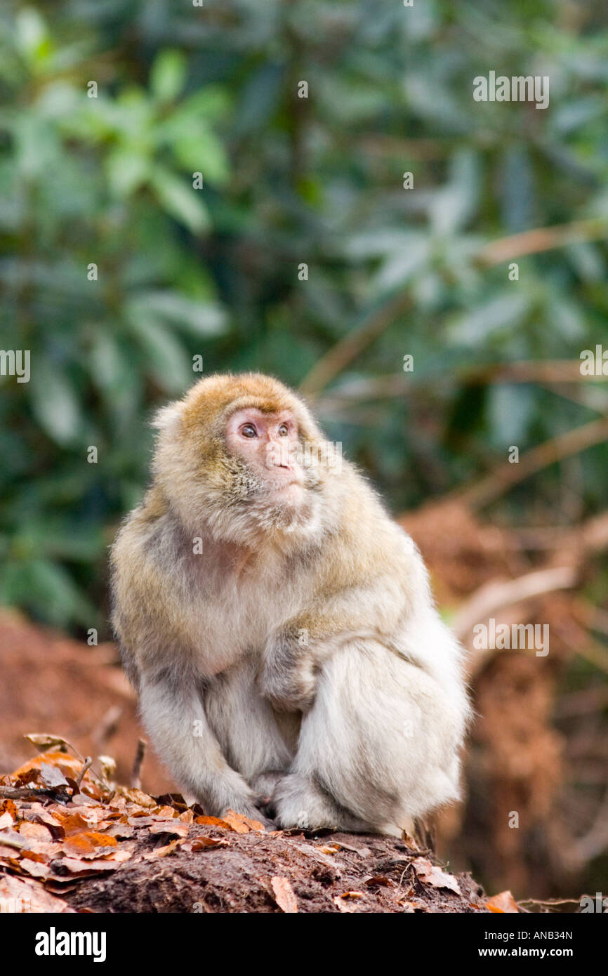 Old female barbary macaque at the Monkey Forest Trentham Stoke Stock ...