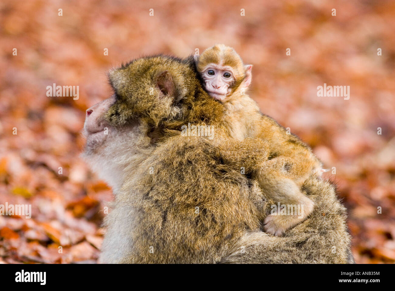 Male barbary macaque with juvenile on back at the Monkey Forest ...