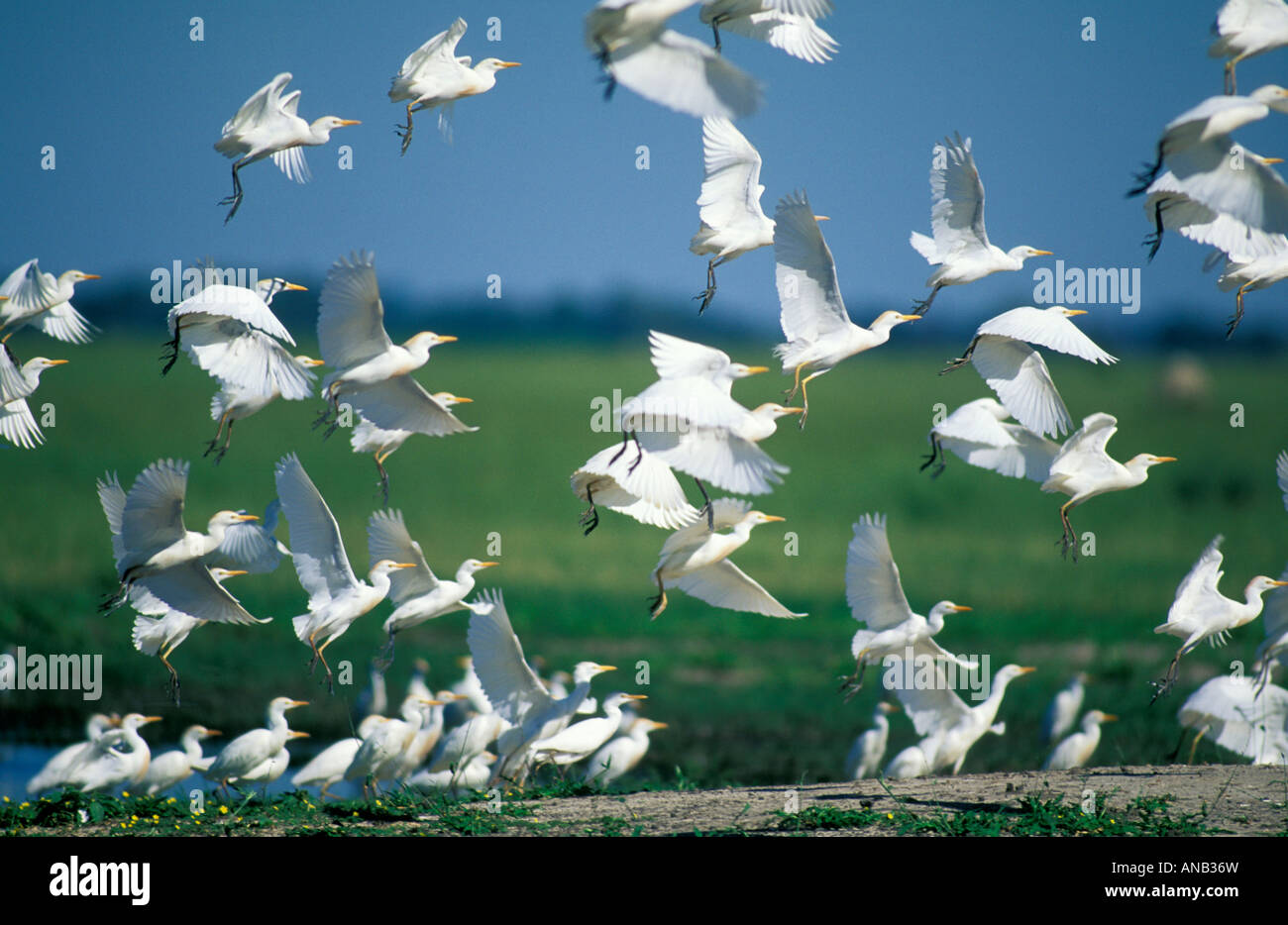 Cattle egret flock taking off Stock Photo - Alamy