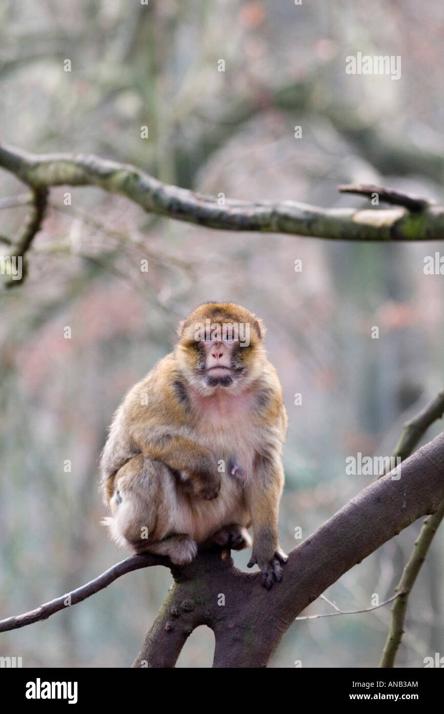 Barbary macaque at the Monkey Forest Trentham Stoke Stock Photo - Alamy