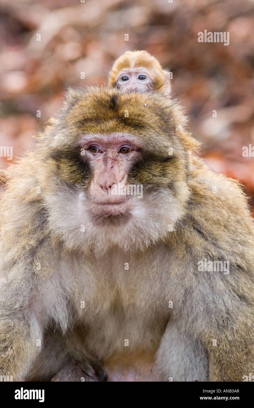 Male barbary macaque with juvenile on back at the Monkey Forest ...