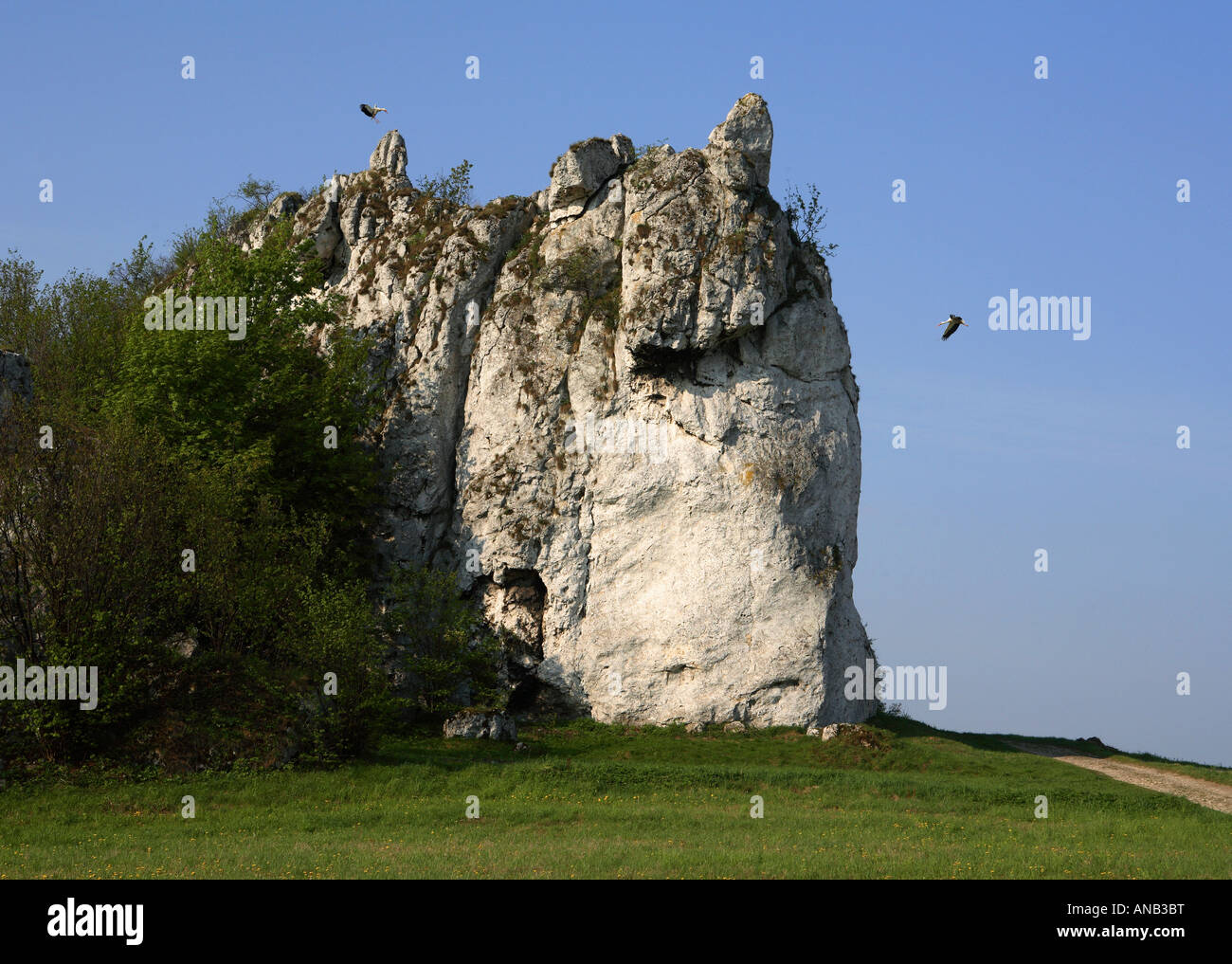 White storks poland hi-res stock photography and images - Alamy