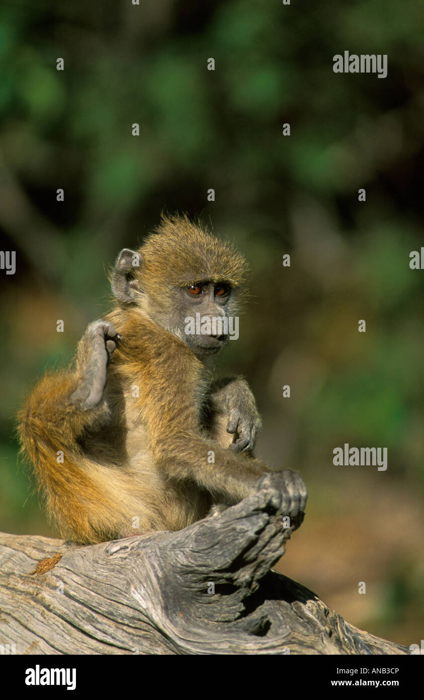 Baboon youngster scratching itself Stock Photo - Alamy