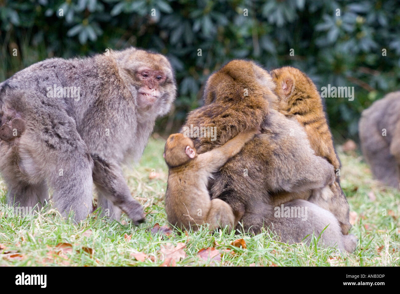 Barbary macaque showing submissive behaviour at the Monkey Forest Trentham Stoke Stock Photo - Alamy