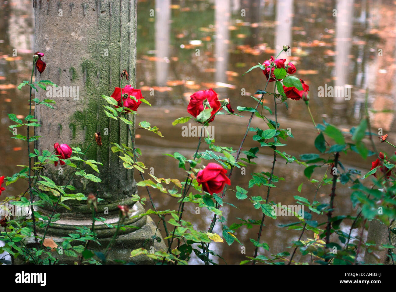 Roses and columns Stock Photo - Alamy