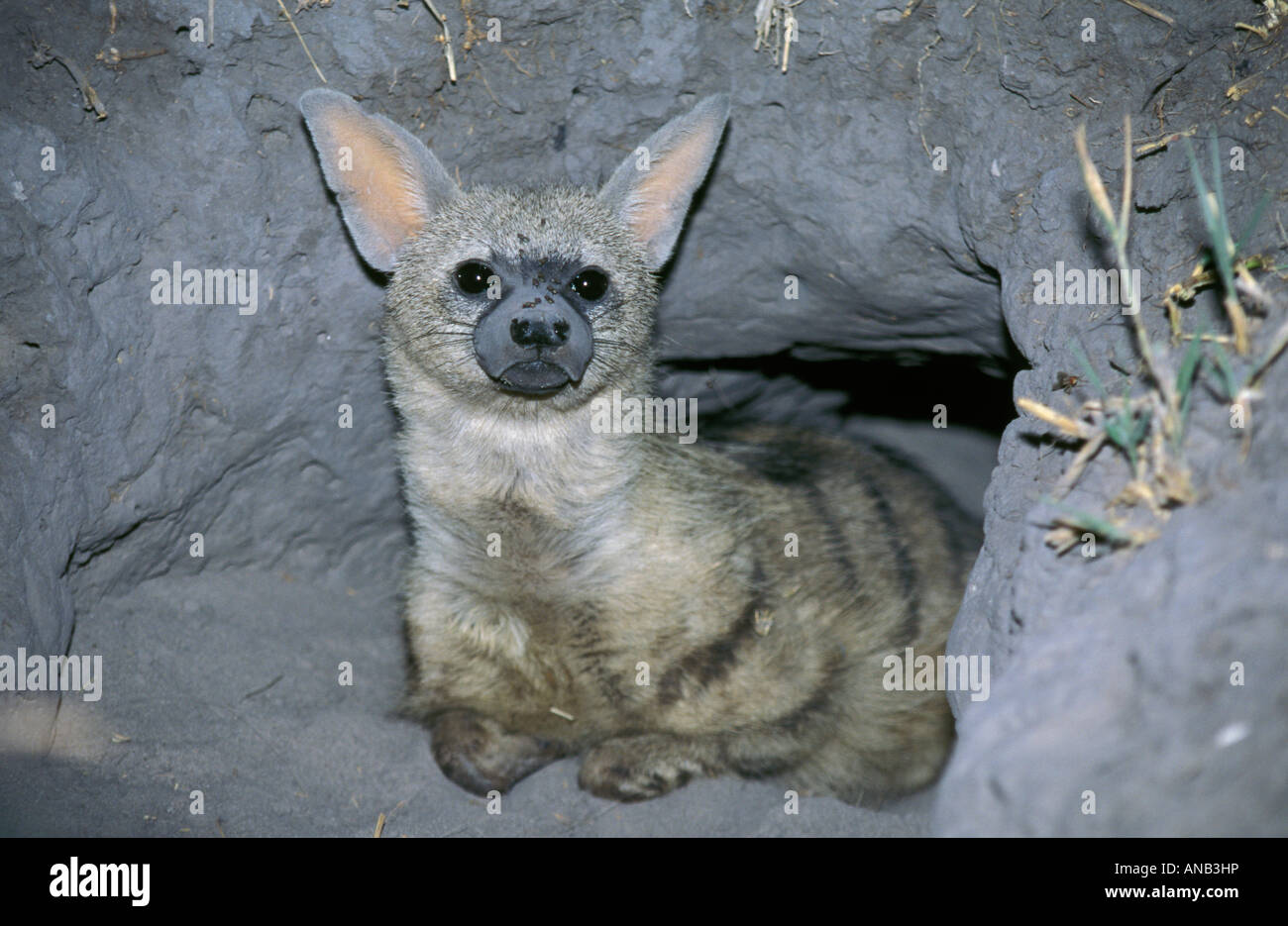 Aardwolf hi-res stock photography and images - Alamy