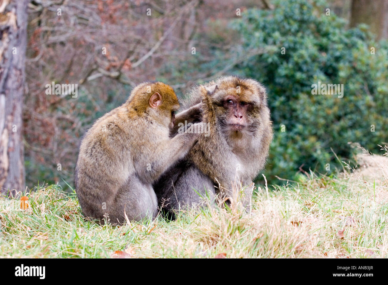 Barbary macaques grooming hi-res stock photography and images - Alamy