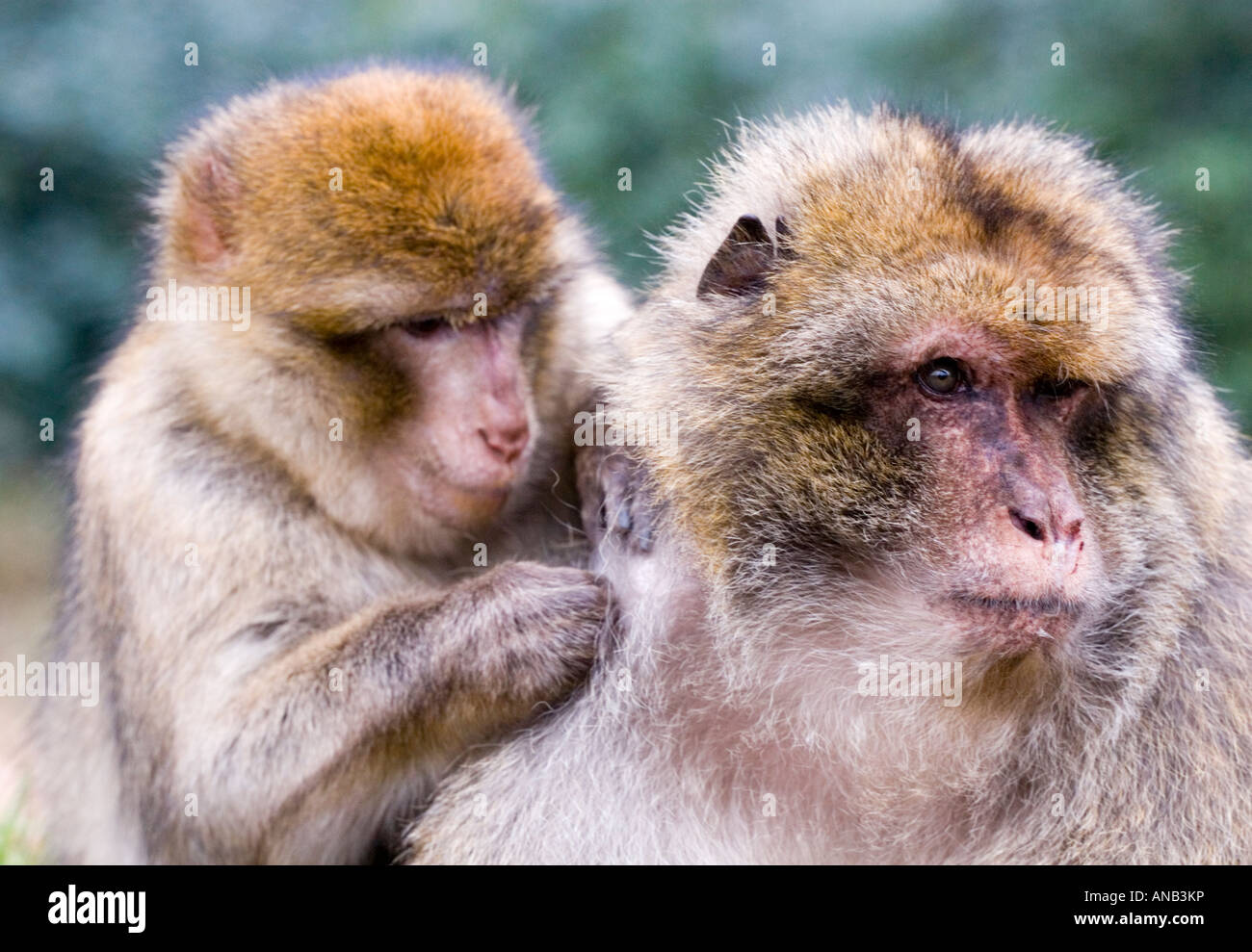 Barbary macaques grooming at the Monkey Forest, Trentham, Stoke Stock ...