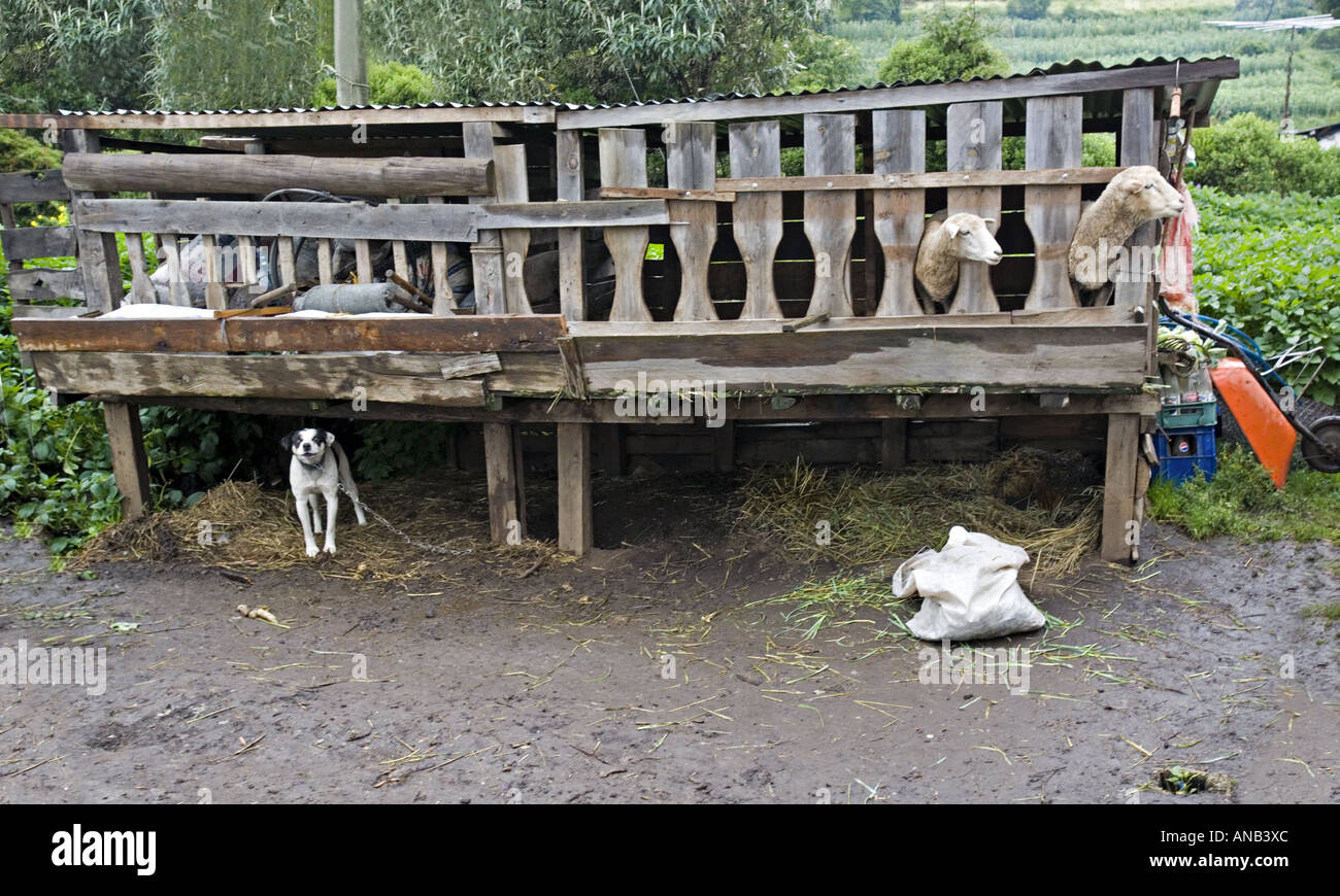 GUATEMALA CAPELLANIA Heifer Project International sheep raised ...