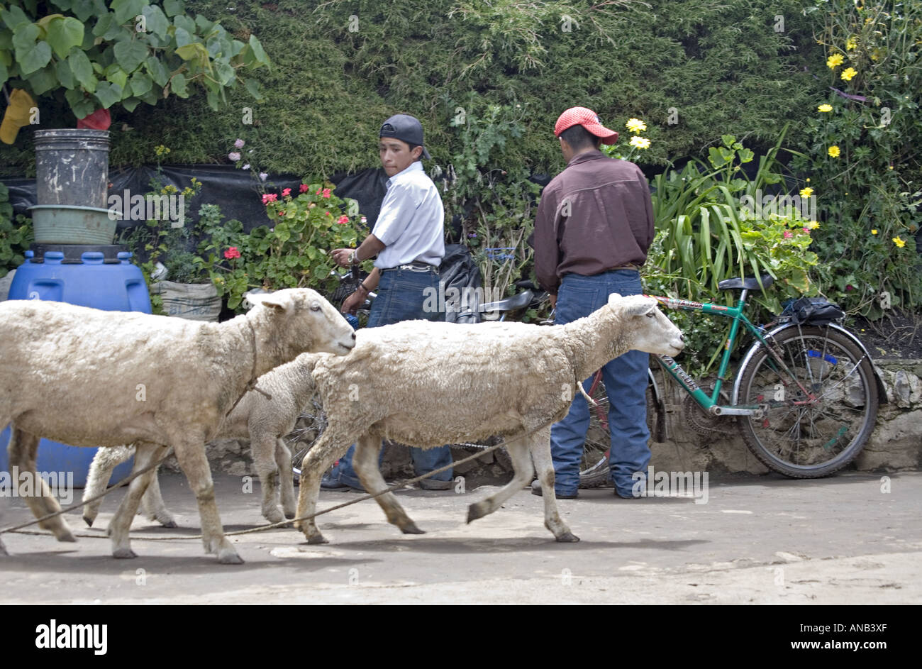 GUATEMALA CAPELLANIA Heifer Project International sheep raised ...