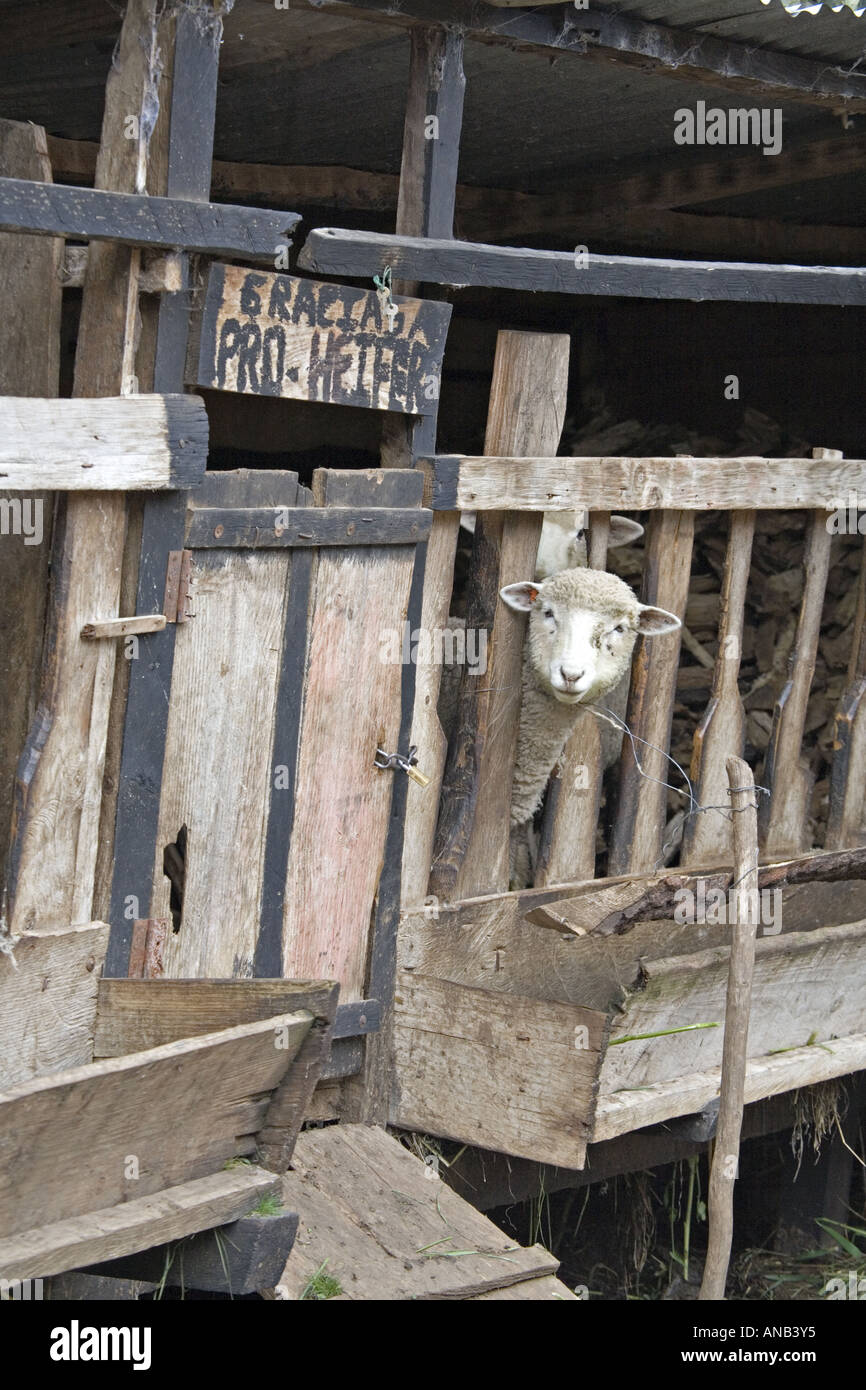 GUATEMALA CAPELLANIA Heifer Project International sheep raised ...