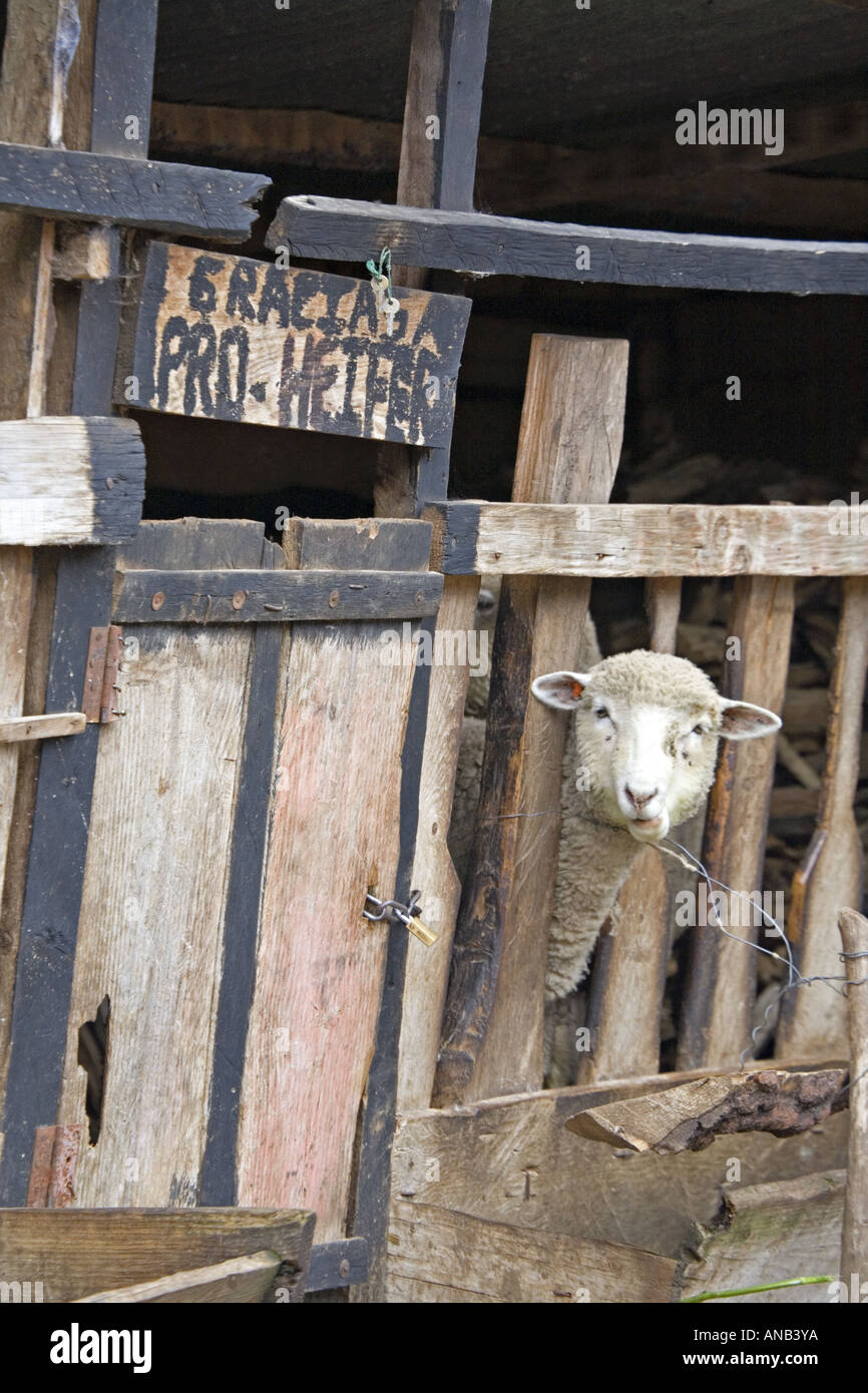 GUATEMALA CAPELLANIA Heifer Project International sheep raised ...