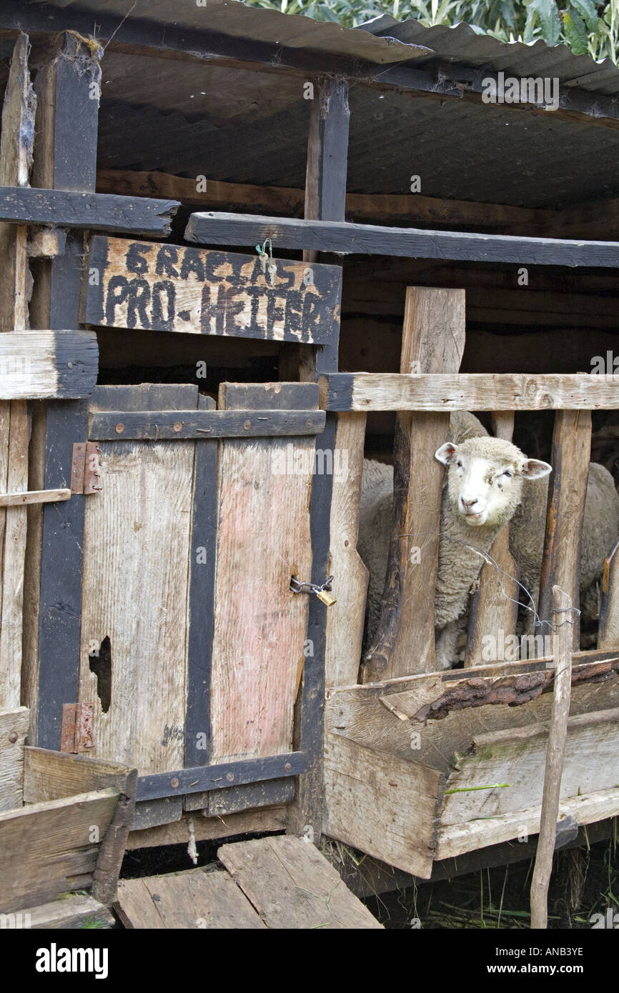 GUATEMALA CAPELLANIA Heifer Project International sheep raised ...
