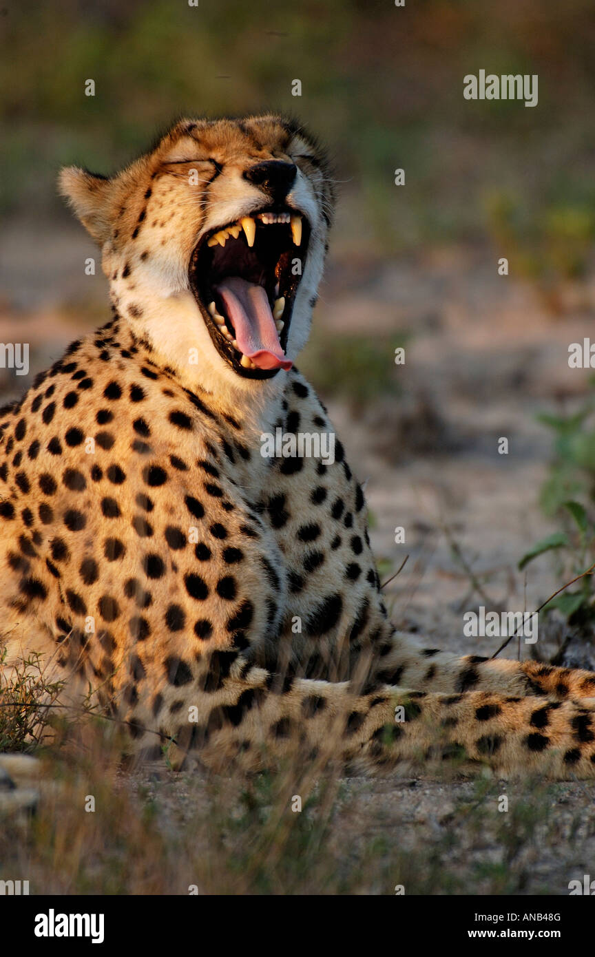 Cheetah yawning hi-res stock photography and images - Alamy