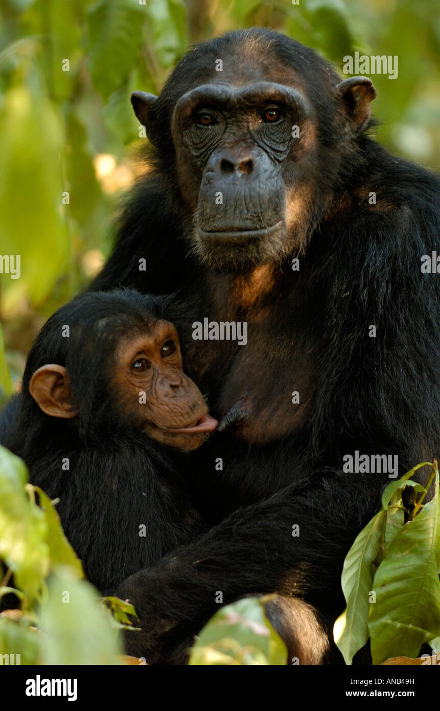 Portrait of a chimpanzee female holding her baby Stock Photo - Alamy