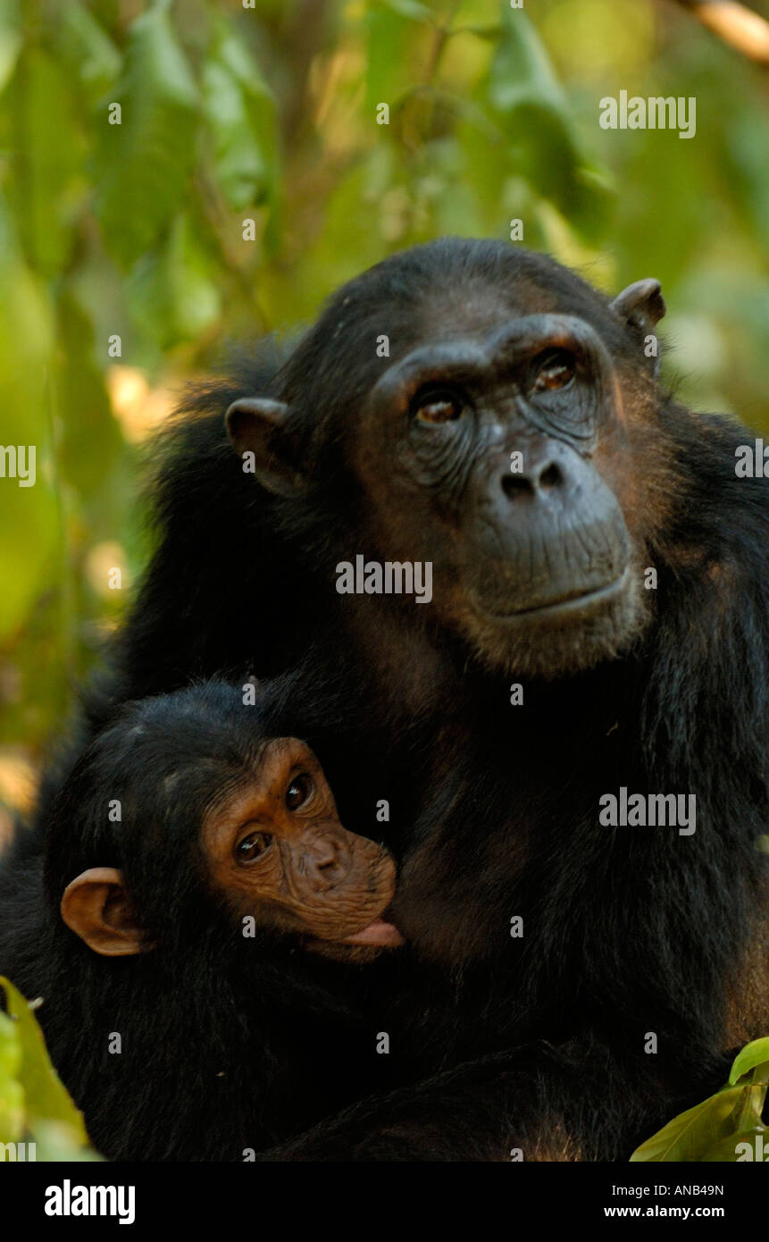 Wildlife holding mother and child hi-res stock photography and images ...
