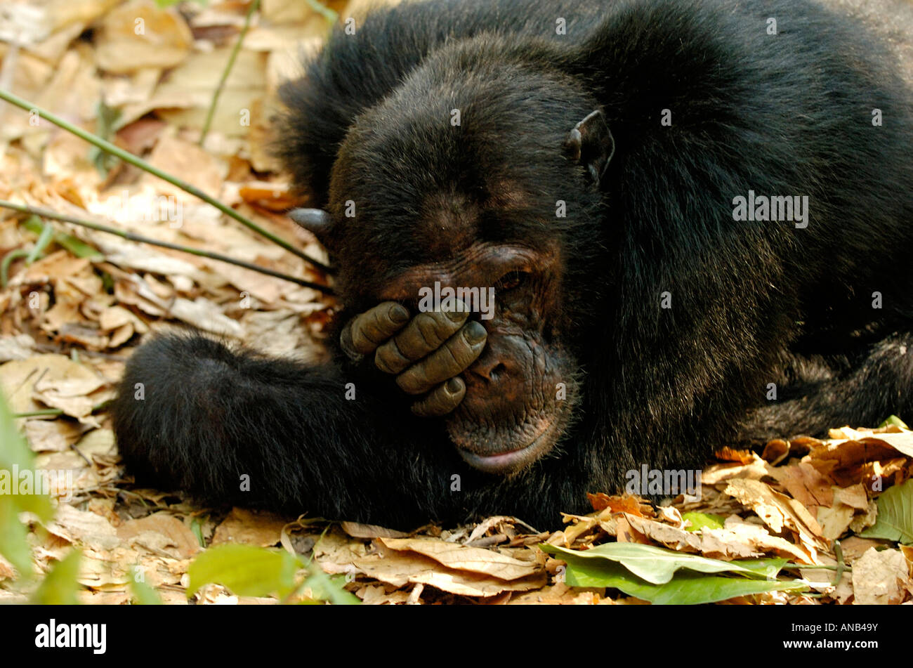 Chimpanzee lying on forest floor covering its eyes with its hand Stock ...