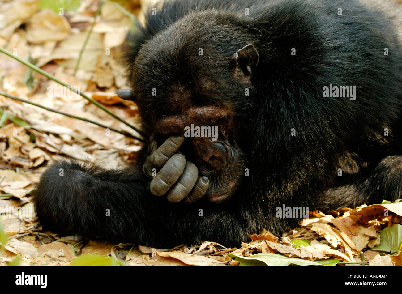 Chimpanzee lying on forest floor scratching its eye Stock Photo - Alamy