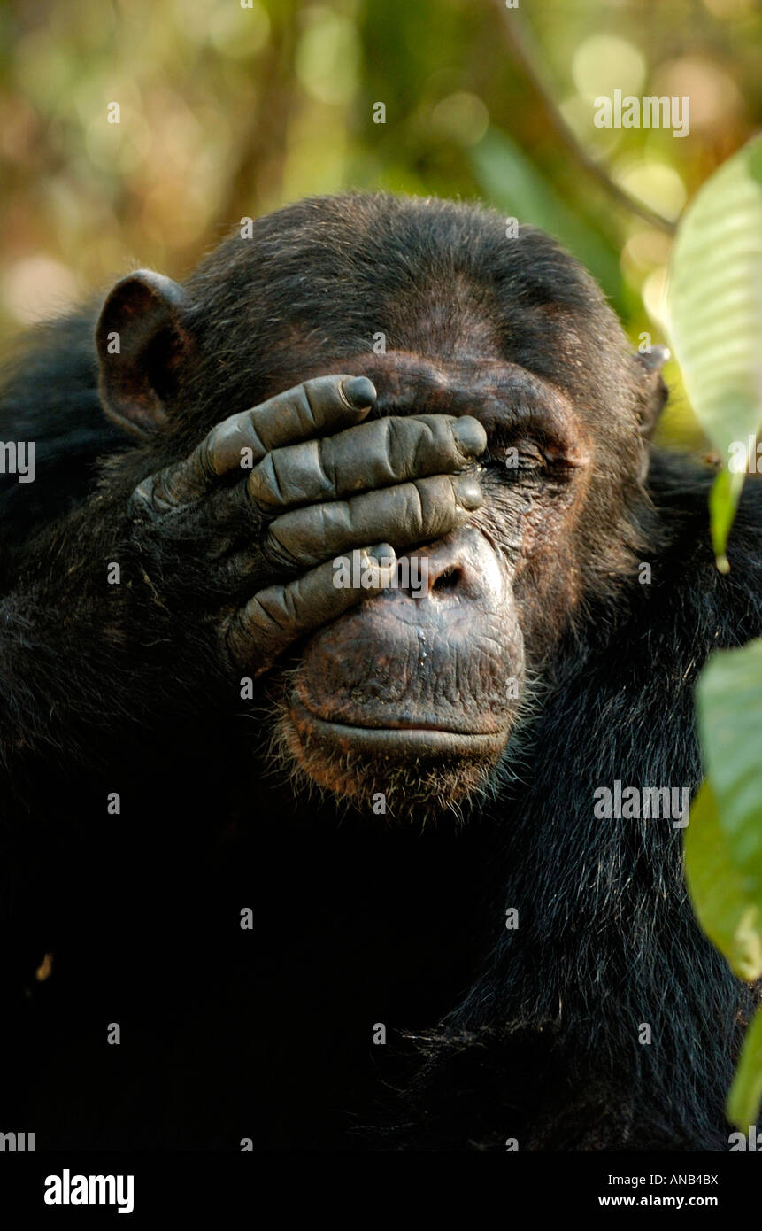 Portrait of a Chimpanzee covering its eyes with its hand Stock Photo ...