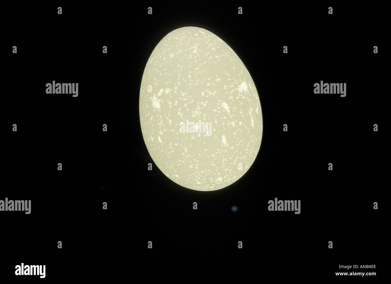 Eggshell pores hi-res stock photography and images - Alamy