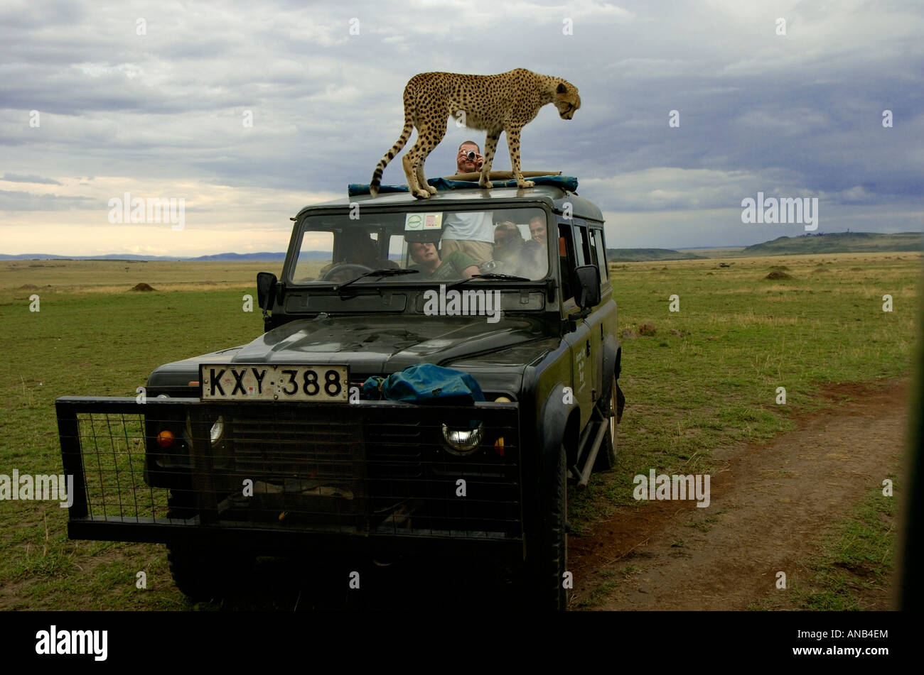 A cheetah standing on the roof of a game viewing vehicle with a tourist ...