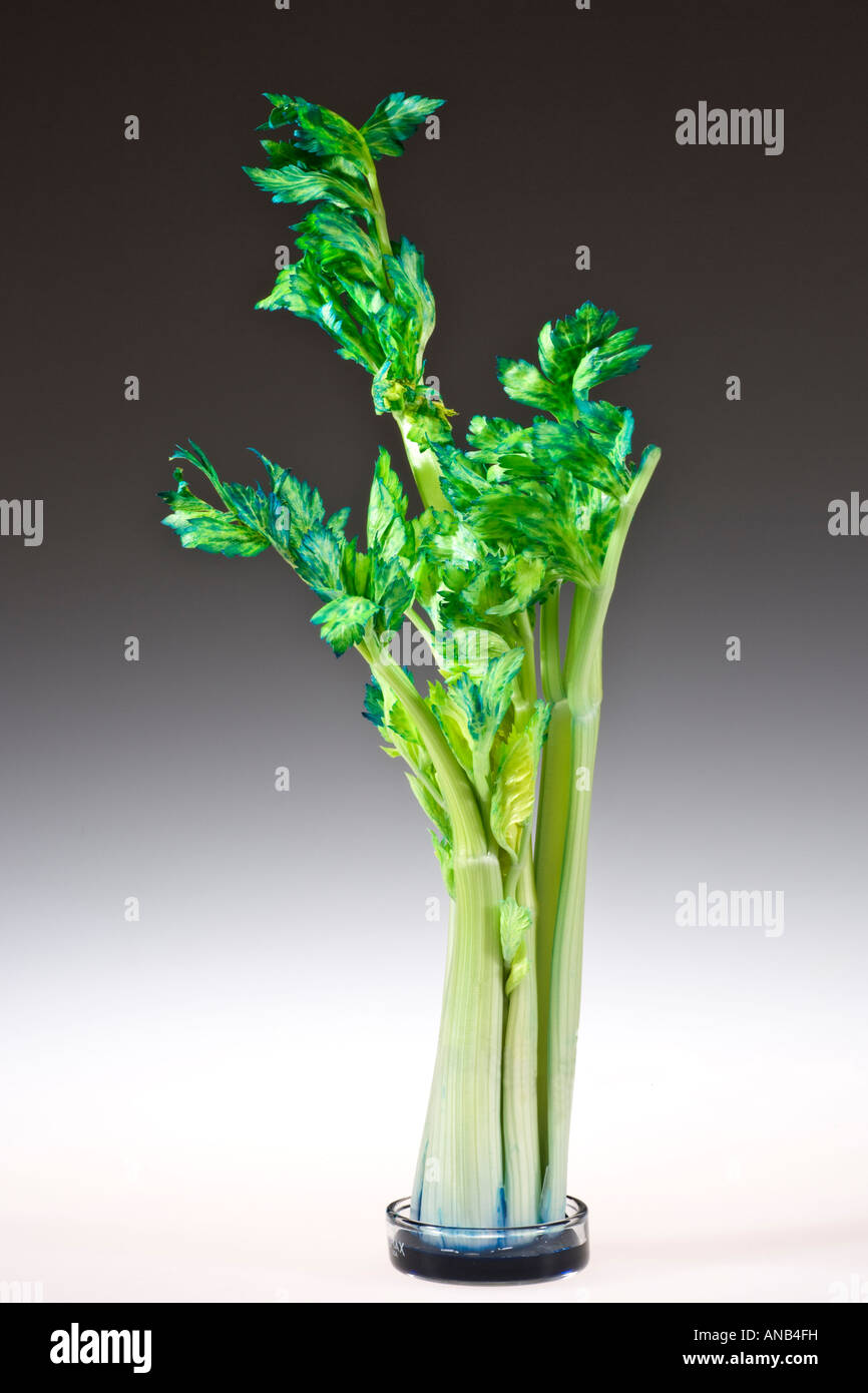 Capillary Action In Plants Animation