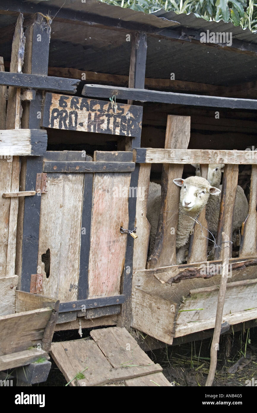 GUATEMALA CAPELLANIA Heifer Project International sheep raised ...