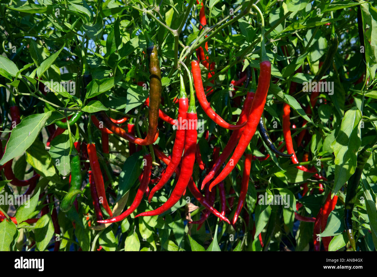 Growing Cayenne Peppers Stock Photo - Alamy