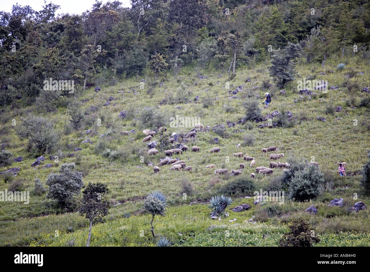 GUATEMALA CAPELLANIA Heifer Project International sheep raised ...