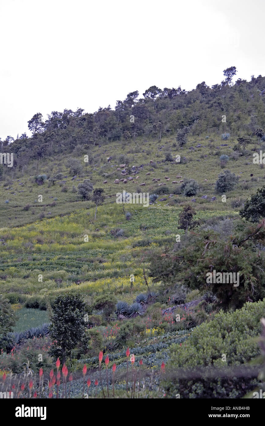 GUATEMALA CAPELLANIA Heifer Project International sheep raised ...