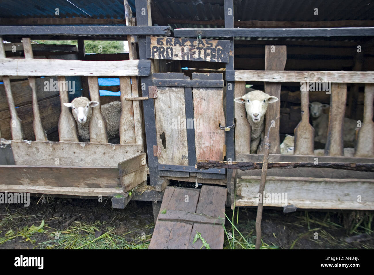 GUATEMALA CAPELLANIA Heifer Project International sheep raised ...