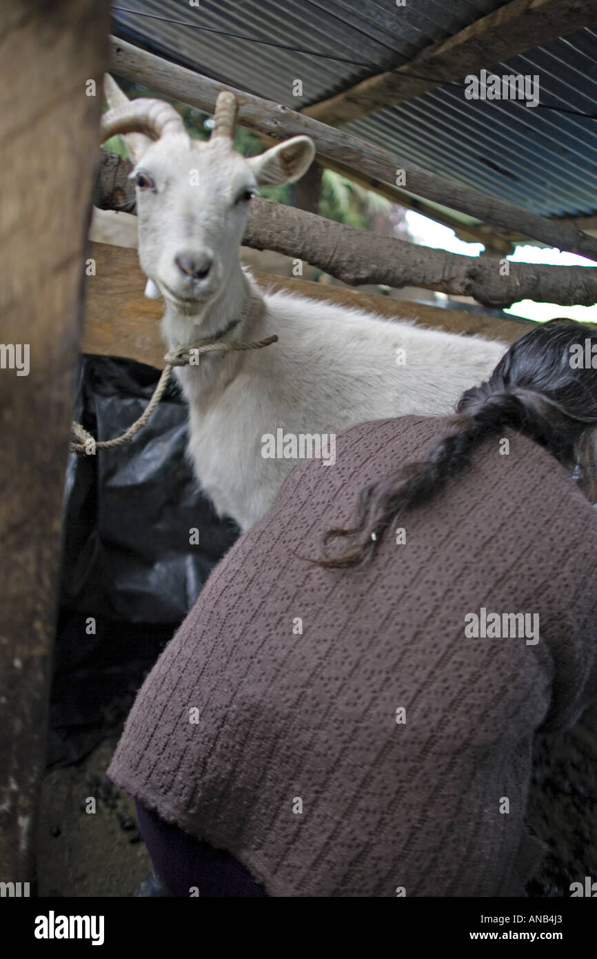 GUATEMALA CAPELLANIA Mayan woman milking Heifer Project International ...