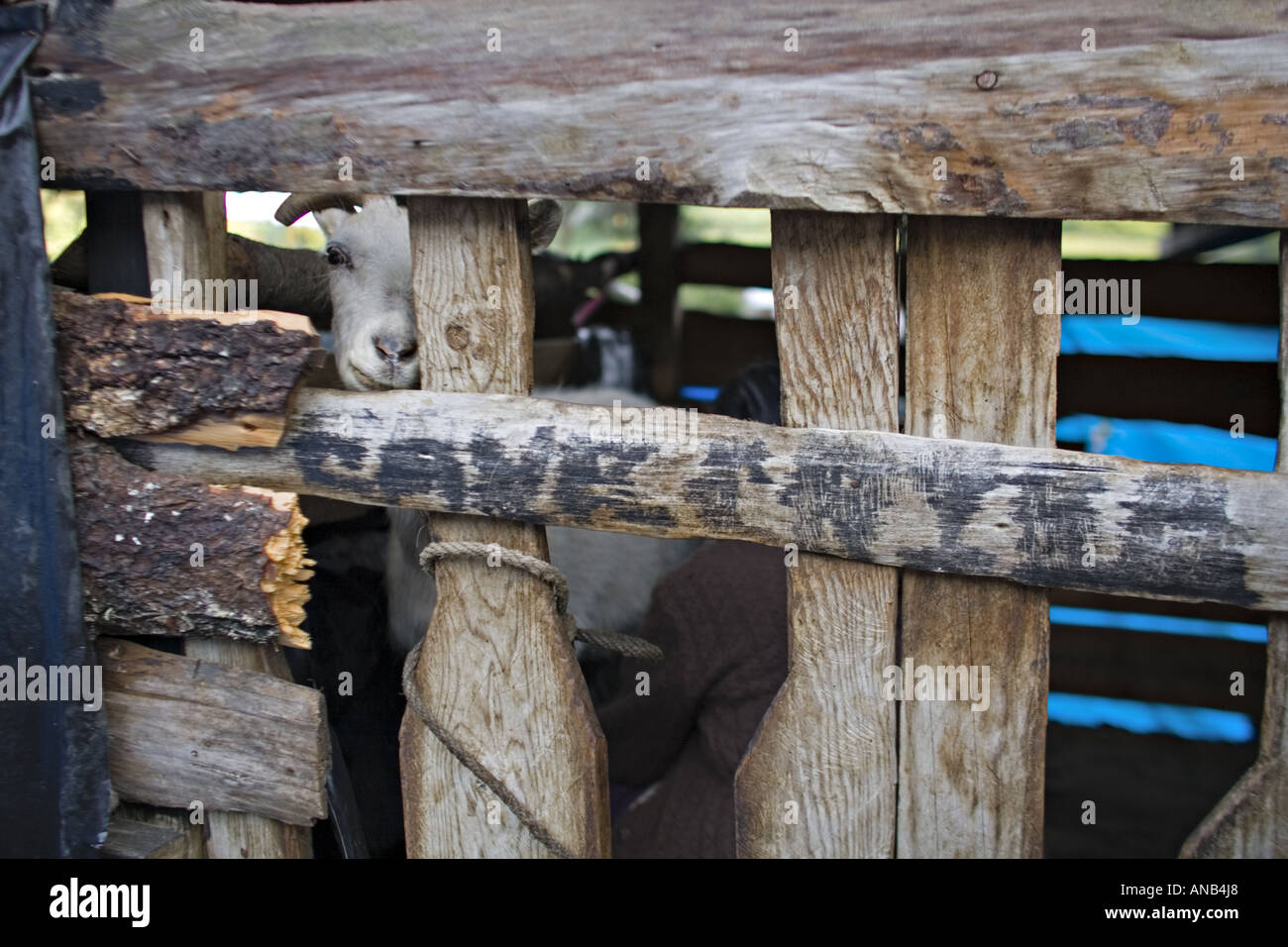 GUATEMALA CAPELLANIA Heifer Project International sheep raised ...