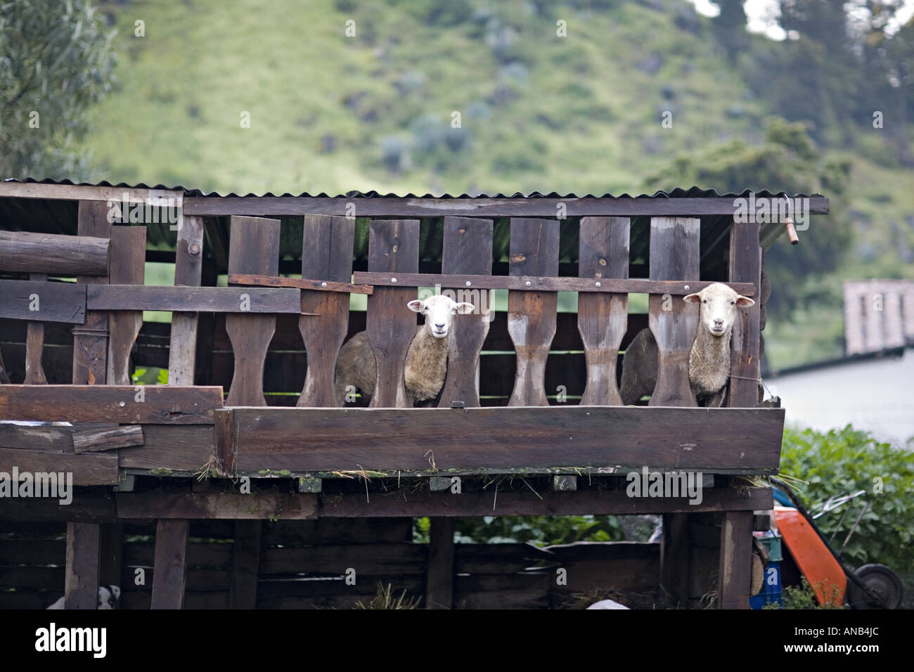 GUATEMALA CAPELLANIA Heifer Project International sheep raised ...