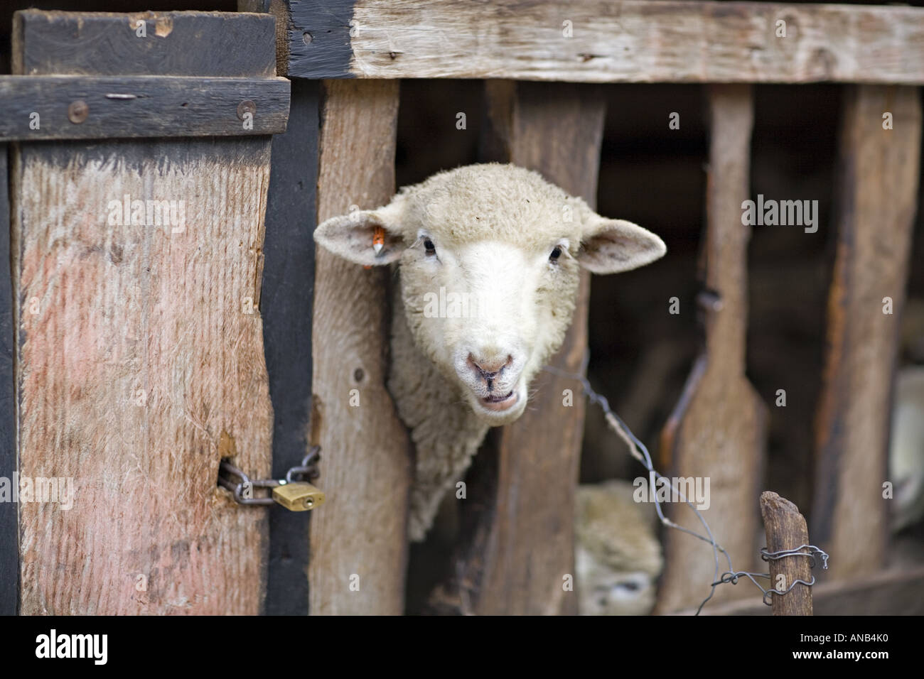 GUATEMALA CAPELLANIA Heifer Project International sheep raised ...