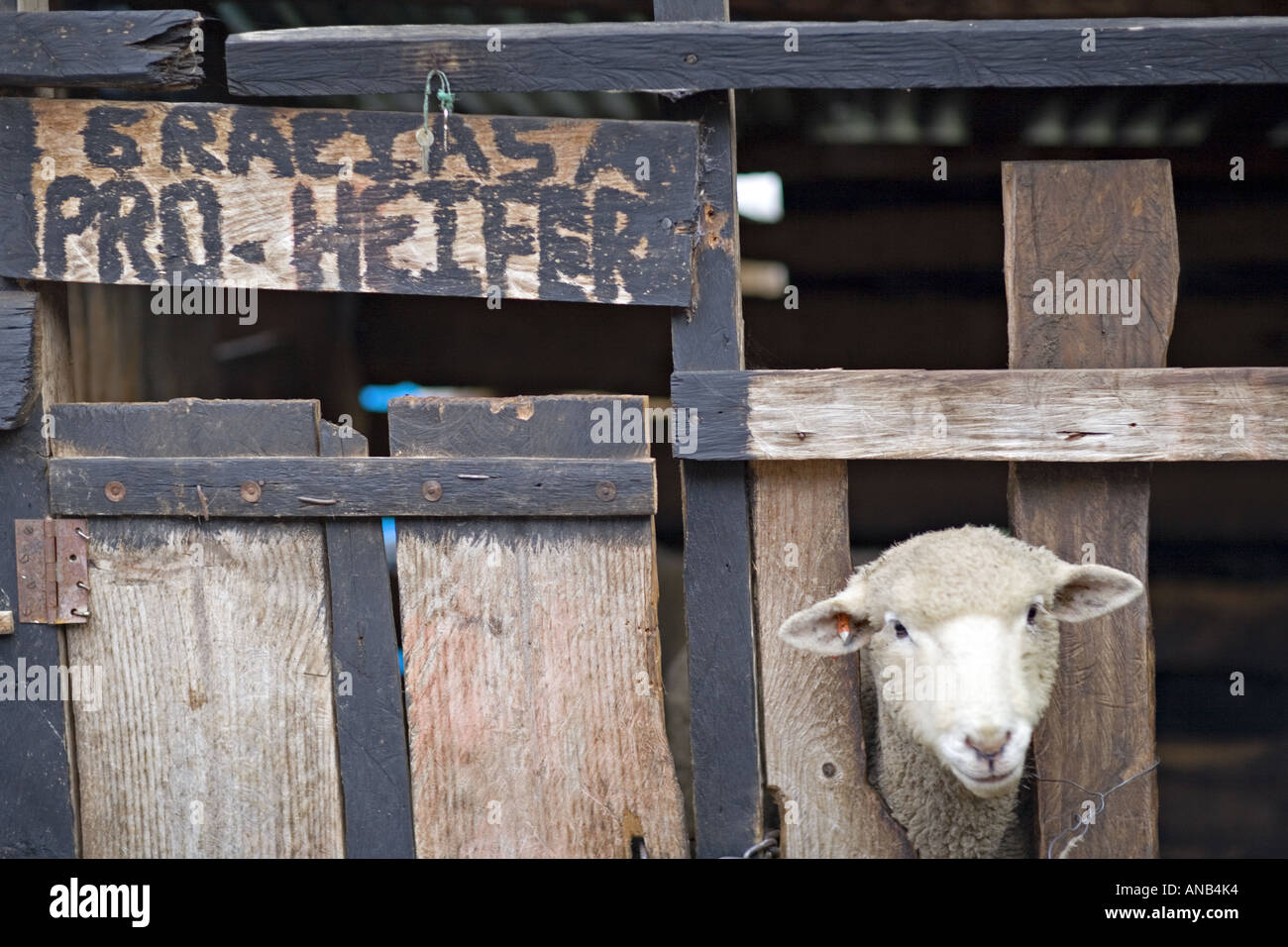 GUATEMALA CAPELLANIA Heifer Project International sheep raised ...