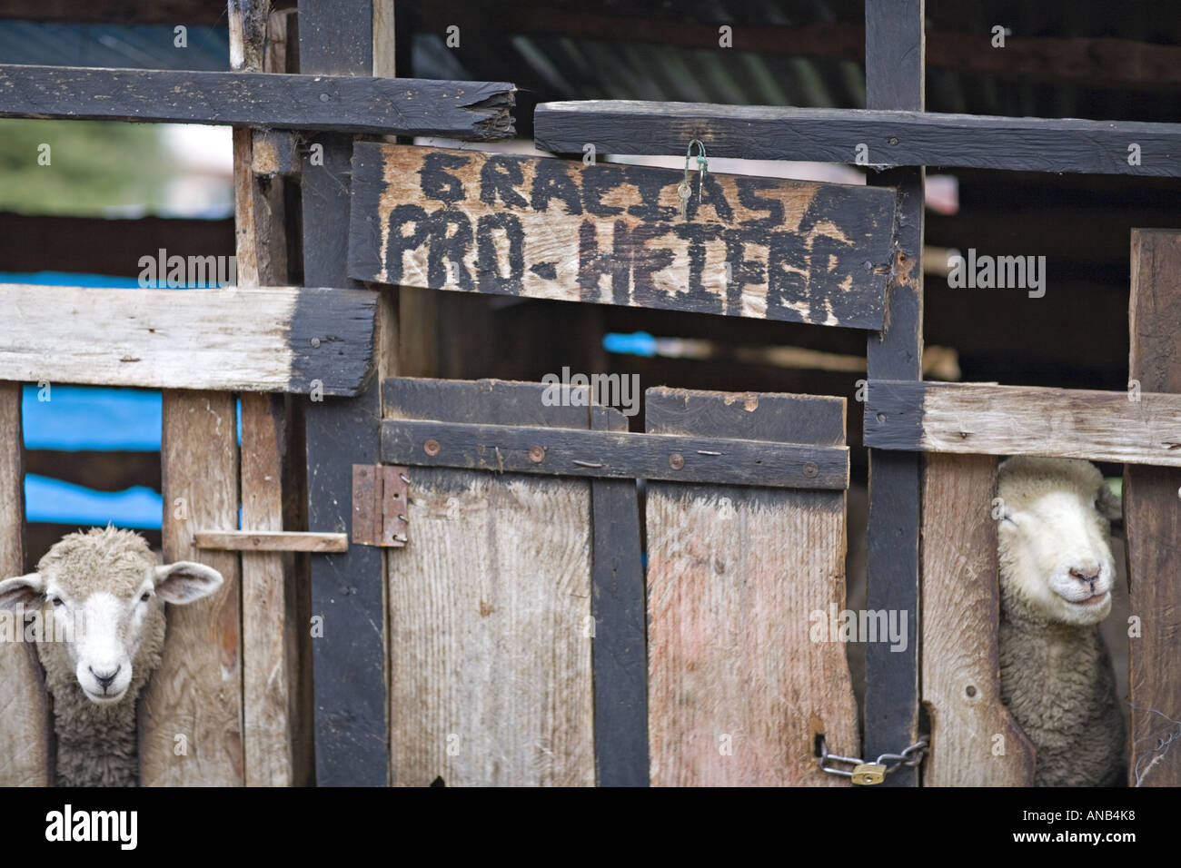GUATEMALA CAPELLANIA Heifer Project International sheep raised ...