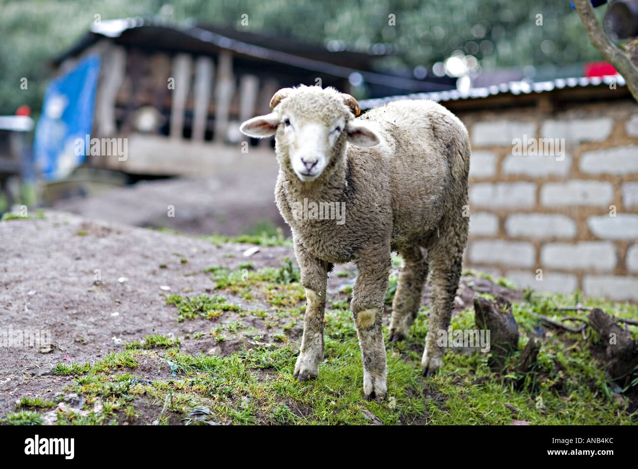 Heifer international farm hi-res stock photography and images - Alamy