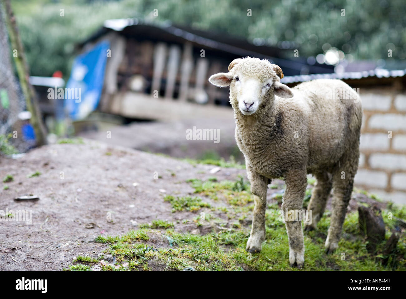 GUATEMALA CAPELLANIA Heifer Project International sheep raised ...