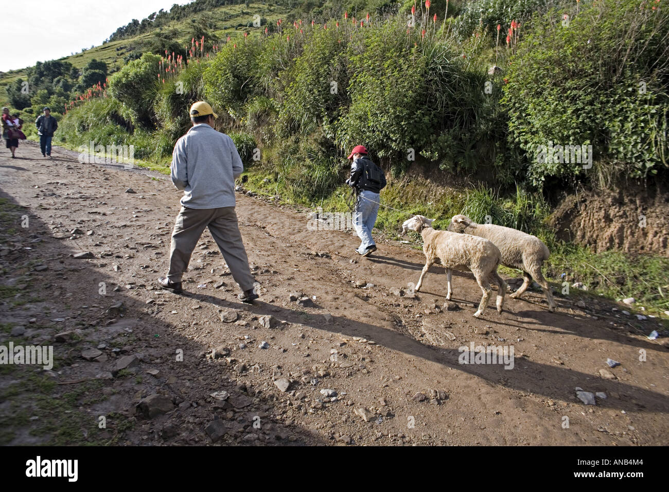 GUATEMALA CAPELLANIA Father and son walking their Heifer Project ...