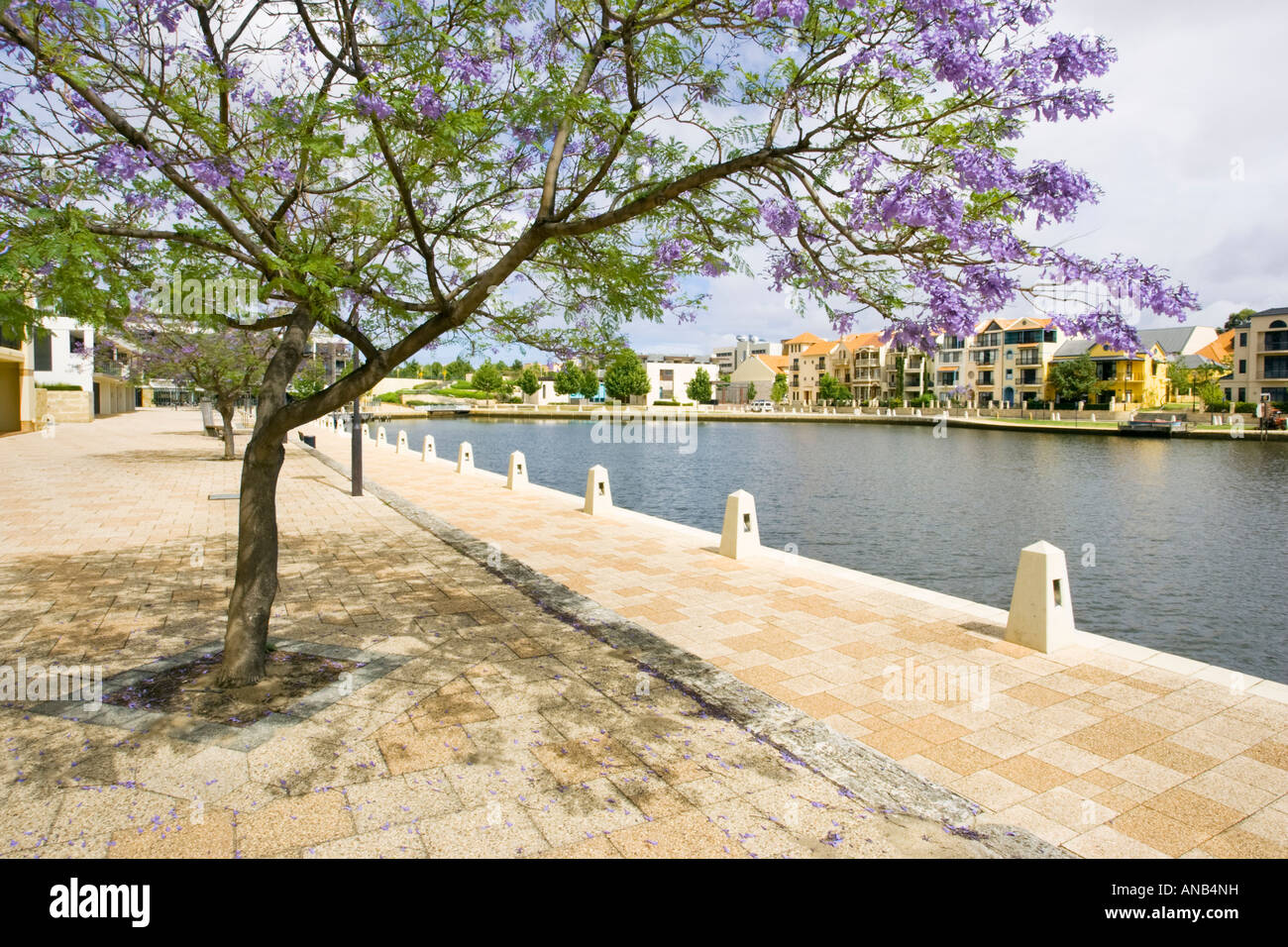 Jacaranda tree beside the Claisebrook Cove redevelopment in East Perth ...