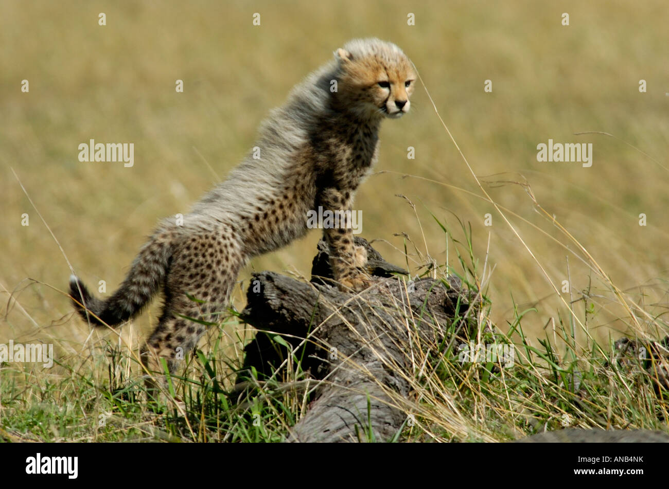 Cheetah cub standing on a log Stock Photo - Alamy