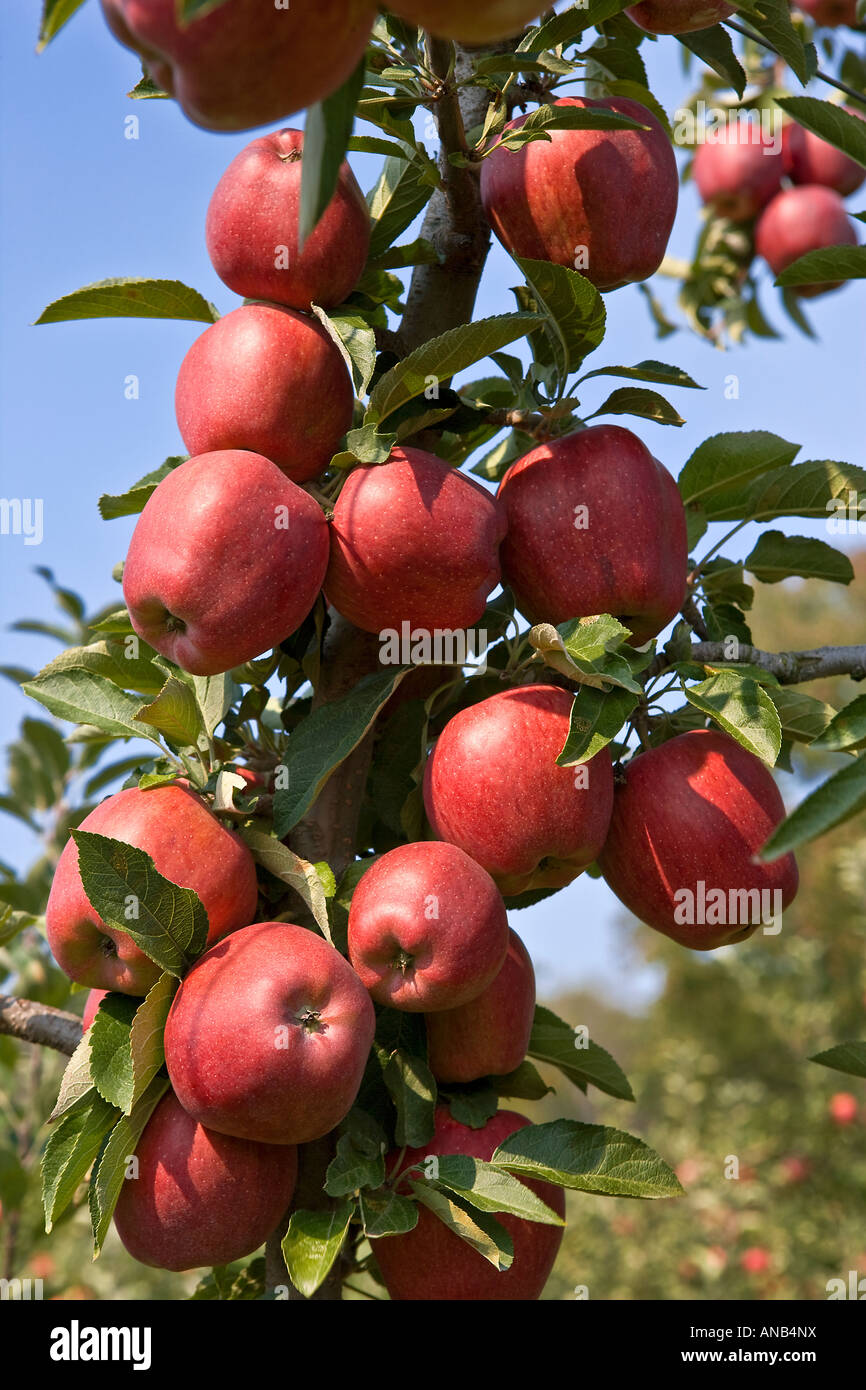 Red Delicious Apples Stock Photo - Alamy